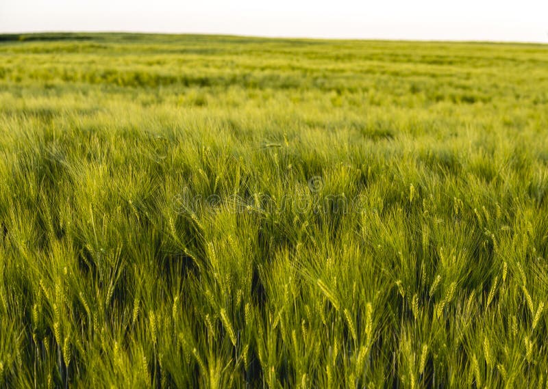 Landscape with Rye Growing in a Field during Early Summer Stock Photo ...