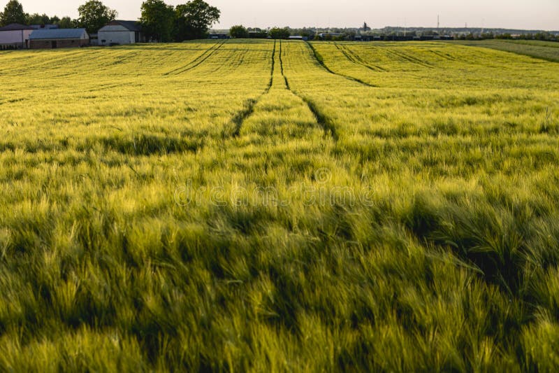 Landscape with Rye Growing in a Field during Early Summer Stock Photo ...