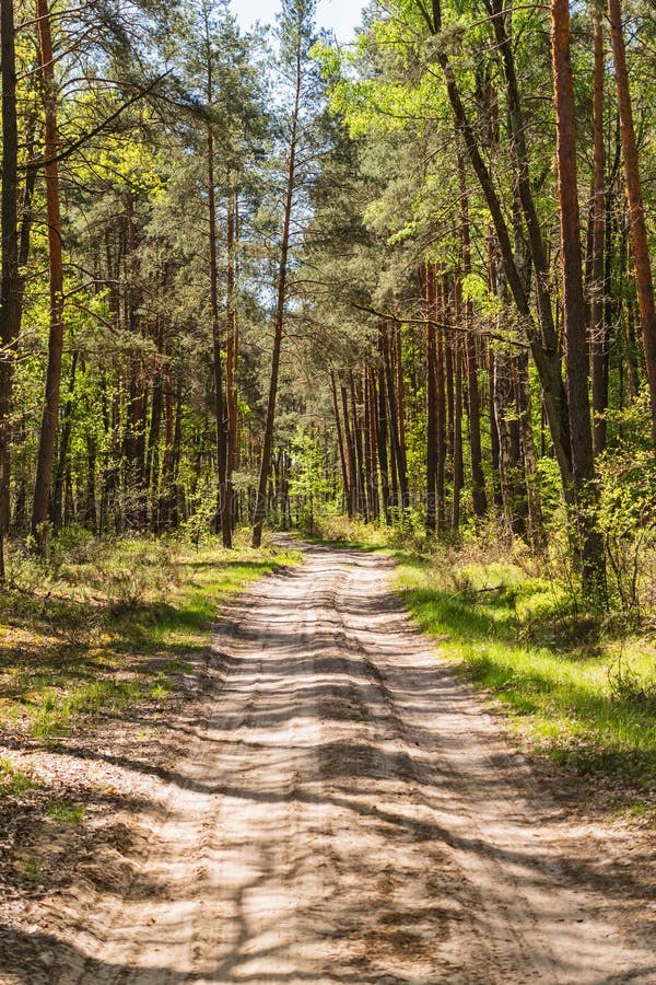 Landscape with a Sandy Road Running among the Trees Stock Image - Image ...