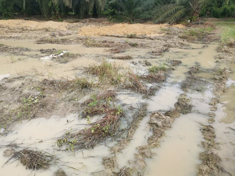 Scene of the Flooded Muddy Farmland Stock Image - Image of outdoor ...