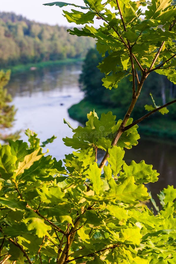 Landscape Scene, Flowing River Streams through Coastal Trees Branches ...