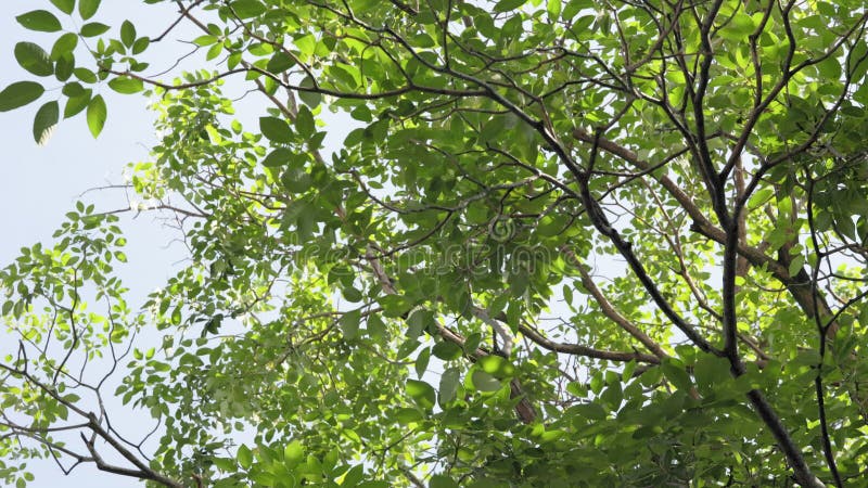 A Landscape Scene of Green Leaves on a Big Tree. Stock Footage - Video ...