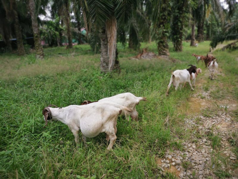 Groups of Goats Grassing at the Plantation Stock Photo - Image of ...