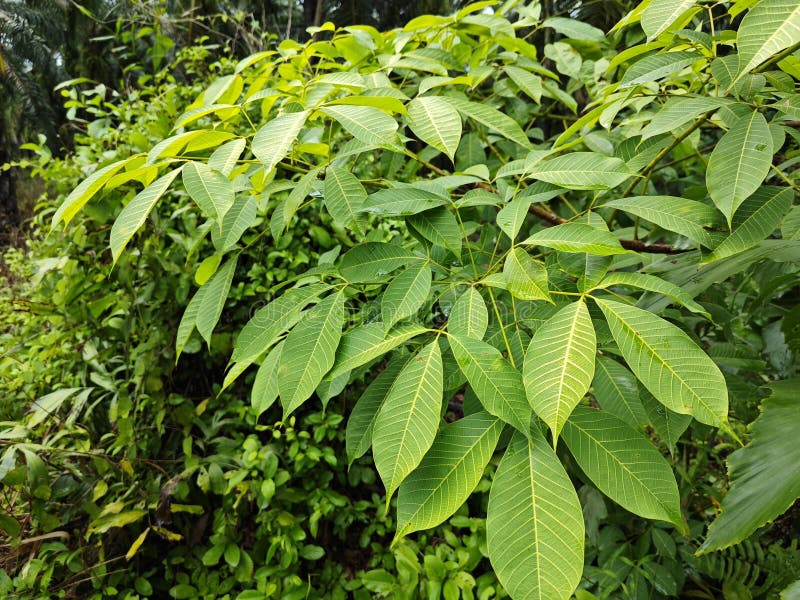 Looking at the Lovely Drooping Branches of Rubber Tree Leaves. Stock ...