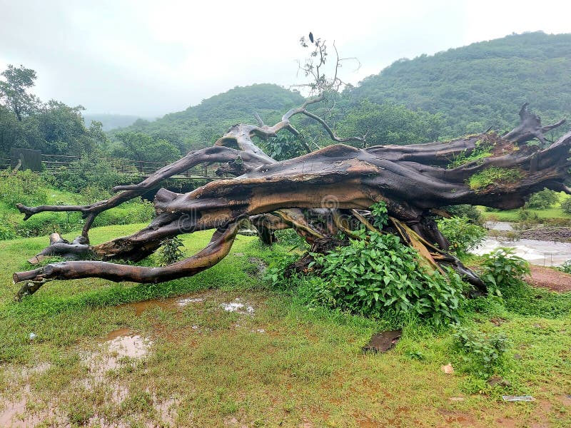 Landscape Scene in Manson Season Broken Tree Stock Photo - Image of ...