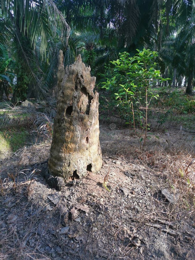 Single Dead Tree Trunk at the Plantation. Stock Image - Image of ...