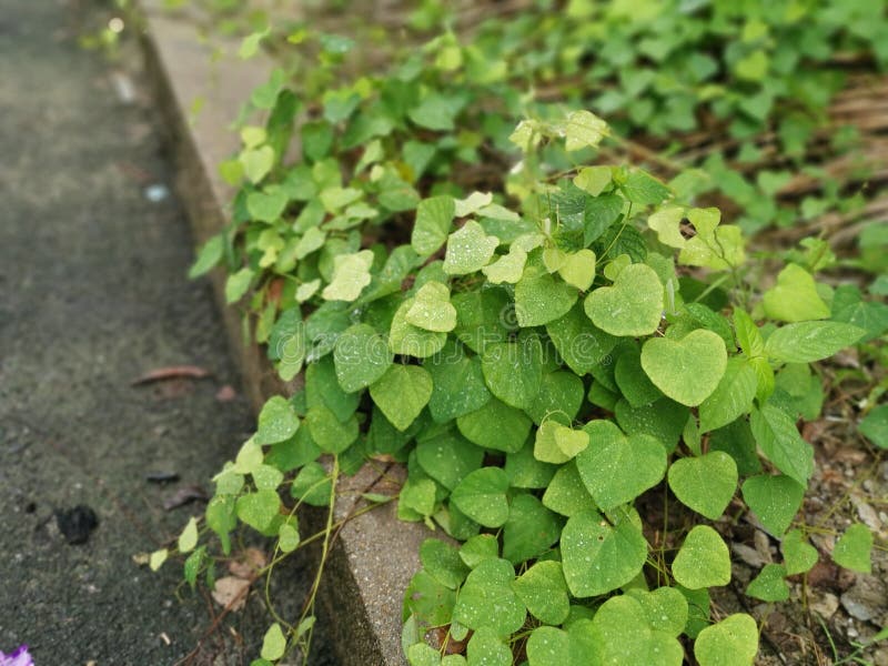 Wild Climbing or Twining Vine Weed in the Plantation Stock Image ...