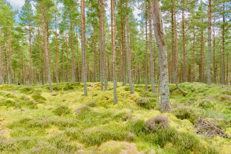 Landscape Scotland stock photo. Image of forest, hills - 99058296