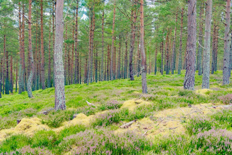 Landscape Scotland stock image. Image of loch, inghilterra - 99058837