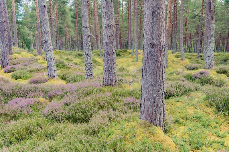 Landscape Scotland stock image. Image of ness, kingdom - 99059265