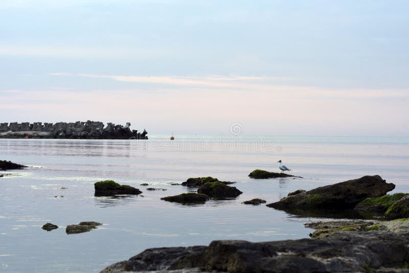 Landscape with Sea Gull and Sea with Blue Sky Stock Photo - Image of ...