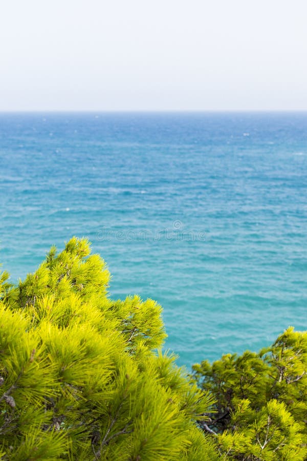 Landscape of a Pine Forest with the Sea in the Background Stock Image ...