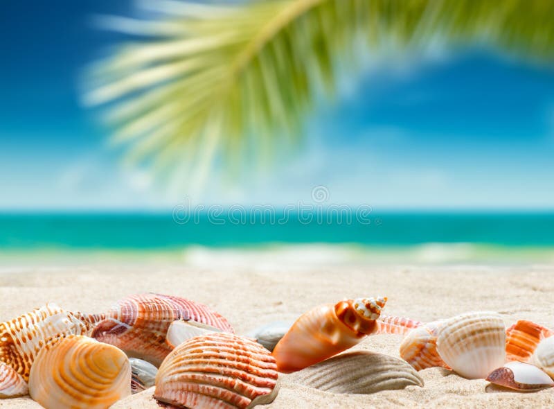 Landscape with Seashells on Tropical Beach Stock Illustration ...