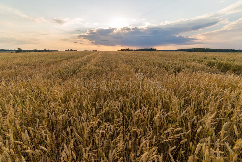 Landscape with the Setting Sun Over a Field of Grain Stock Image ...