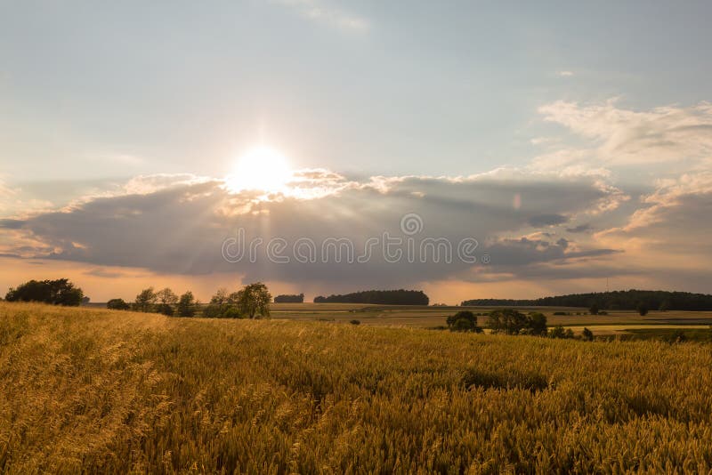 Landscape with the Setting Sun Over a Field of Grain Stock Image ...