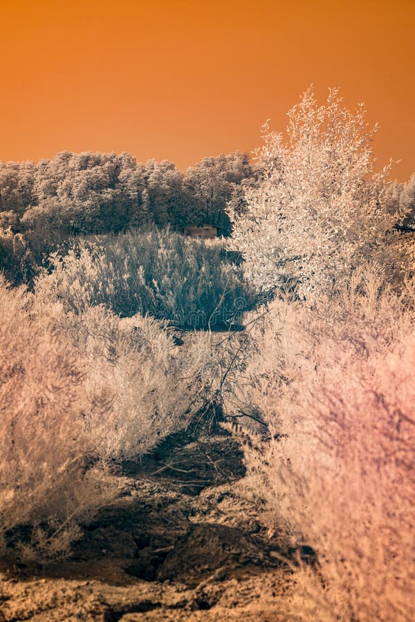 A Landscape with Several Bushes and a Tree. the Foliage Appears Bright ...