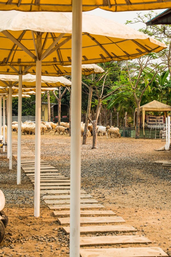 Landscape of sheep farm stock photo. Image of beautiful - 262774072