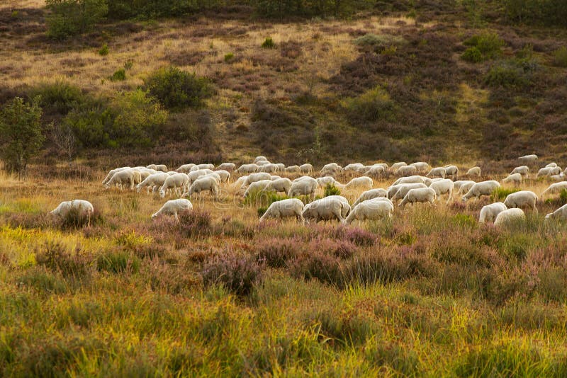 Landscape with Sheep stock photo. Image of landscape - 33173412