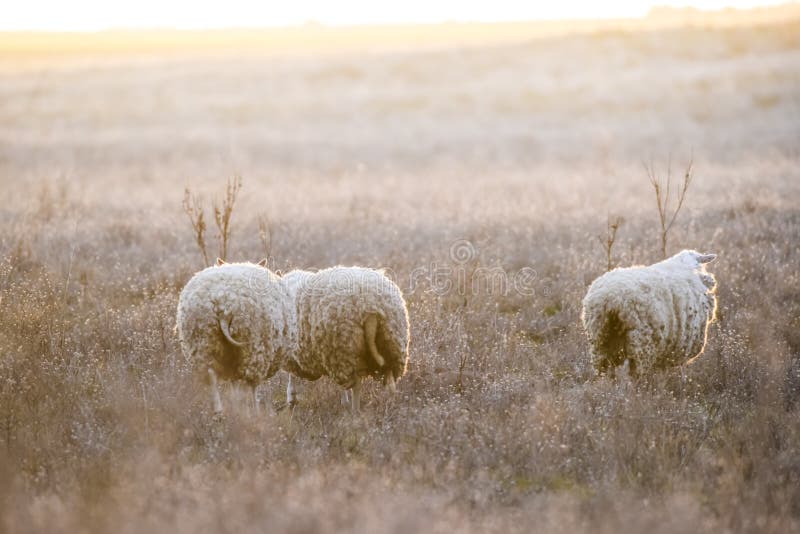 Landscape with sheep stock image. Image of meat, countryside - 217232241