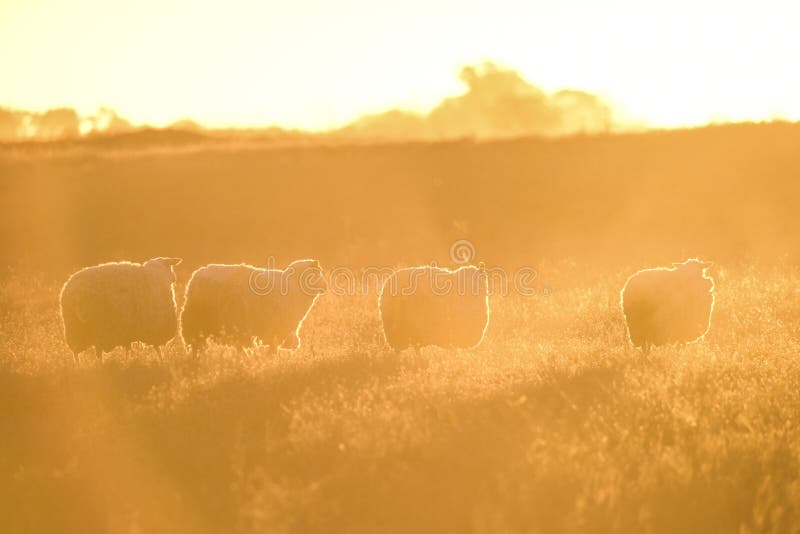 Landscape with sheep stock photo. Image of wool, sunset - 220846090