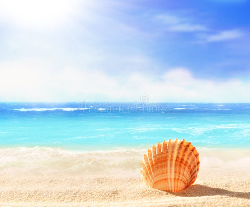 Landscape with Shell on Tropical Beach. Summer Concept Stock Image ...