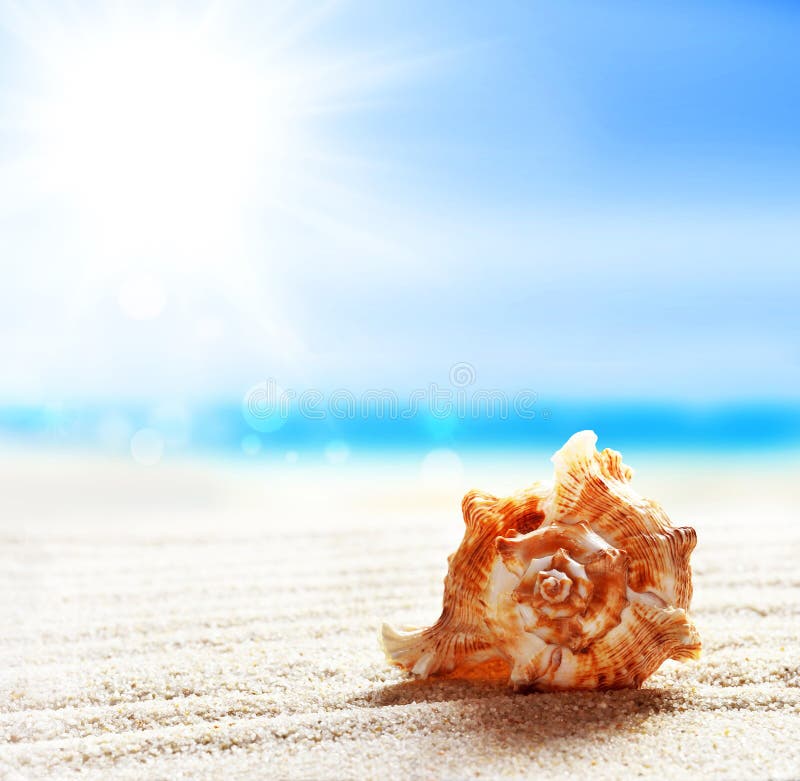 Landscape with Shell on Tropical Beach. Summer Concept Stock Photo ...