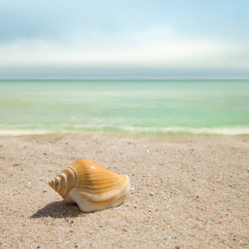 Landscape with Shells on Sandy Beach Stock Photo - Image of ocean ...