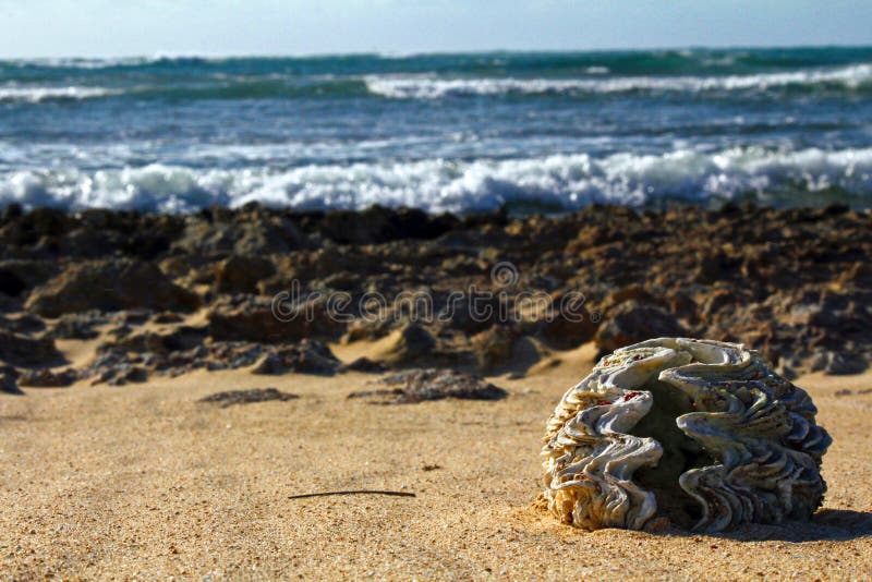 Shell beach in Oman stock image. Image of natural, copy - 33221009