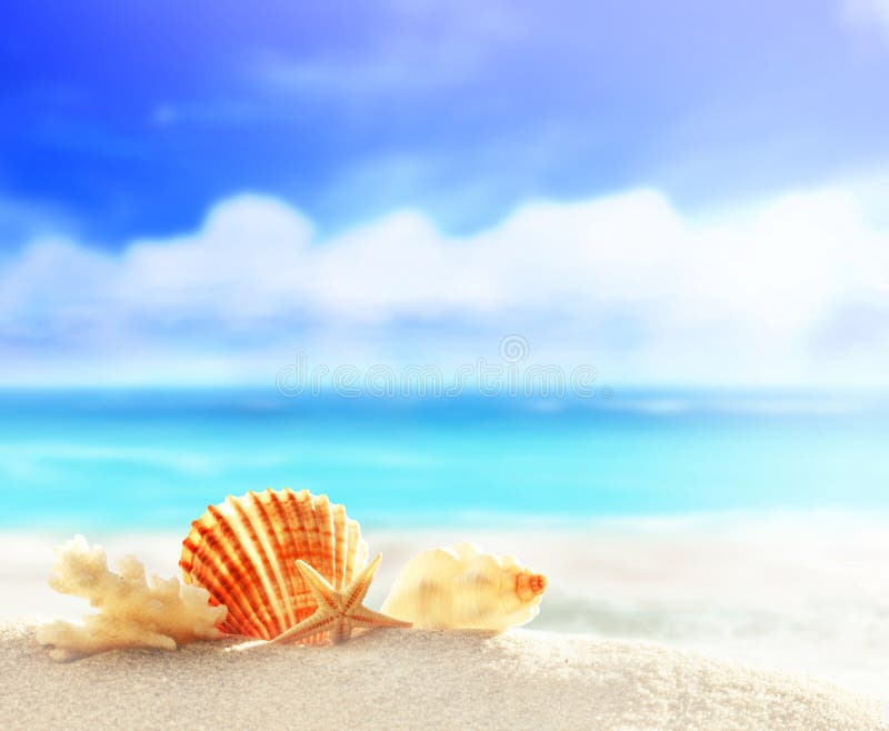 Landscape with Shells on Tropical Beach. Summer Concept. Stock Photo ...