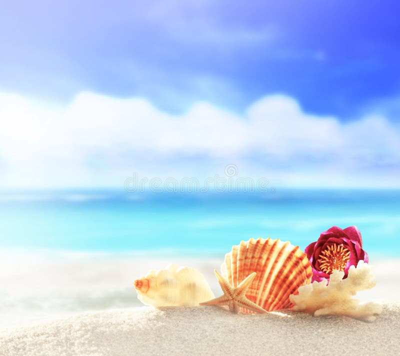 Landscape with Shells on Tropical Beach. Summer Concept. Stock Image ...