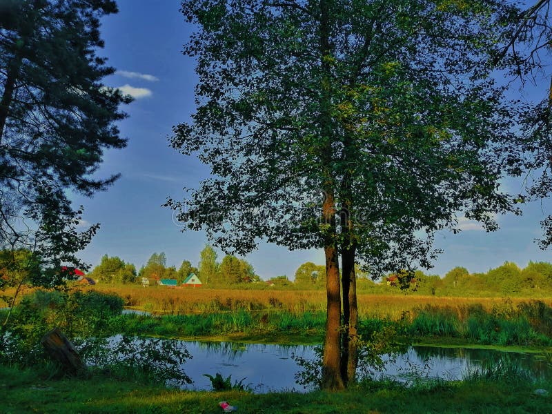 Landscape on the Shore of a Forest Lake Stock Photo - Image of flower ...