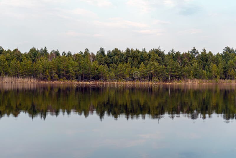Reflection of the Pine Forest in the Evening Stock Photo - Image of reflection, lake: 260506296