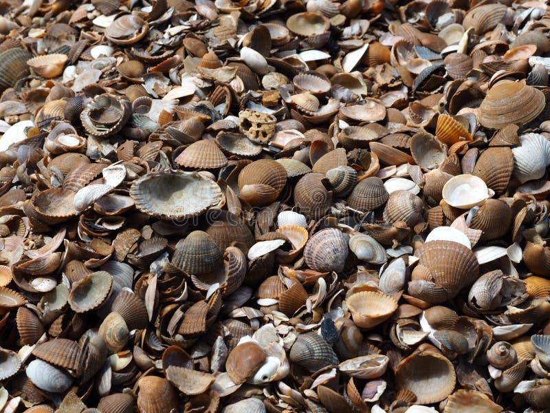 Landscape Shot of an Assorted Shell Clams Stock Photo - Image of dish ...