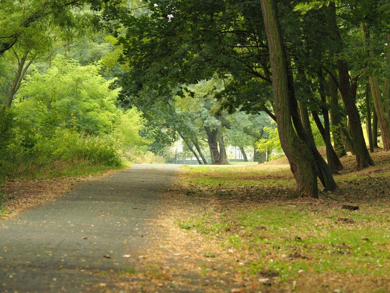 Landscape Shot of Pathway of Trees during Daytime Stock Image - Image ...