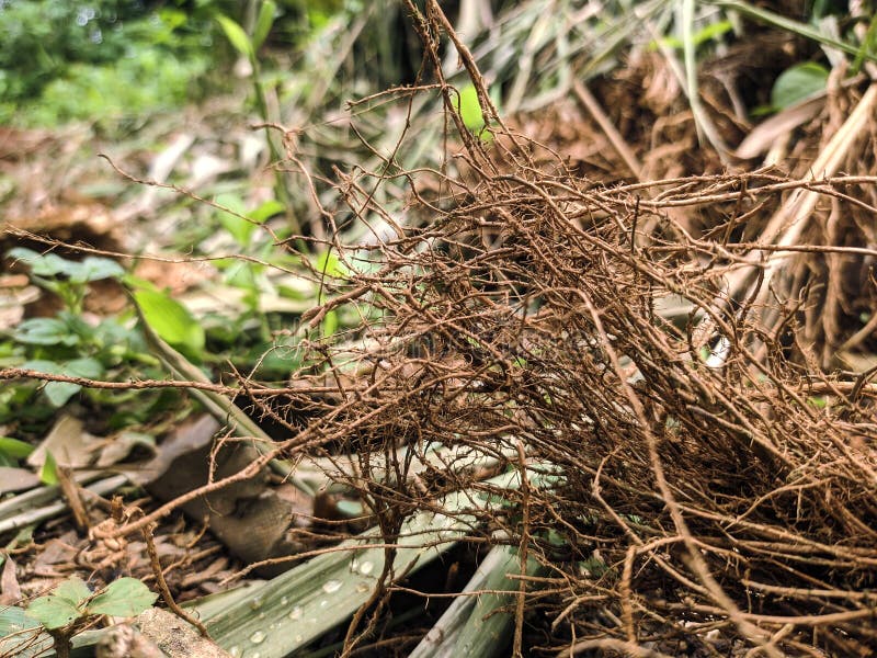 Landscape Shot of a Plant Root Sticking Out Stock Photo - Image of ...