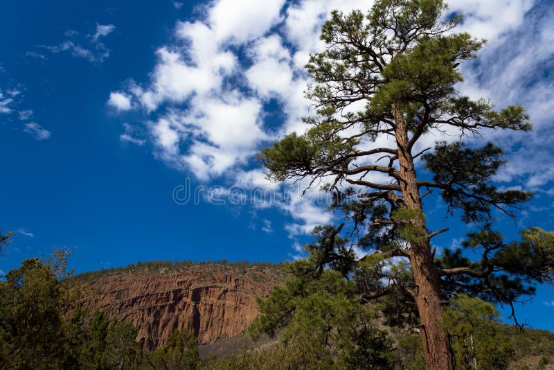 Landscape of a Tall Pine Tree and Red Cliffs Stock Photo - Image of ...