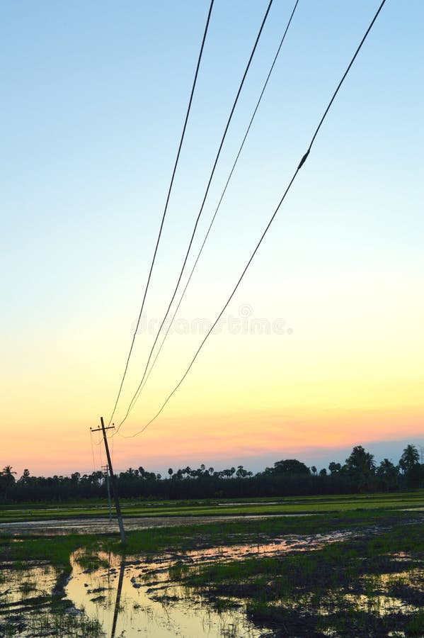 Landscape Showing Sunset on Paddy Field Stock Photo - Image of land ...