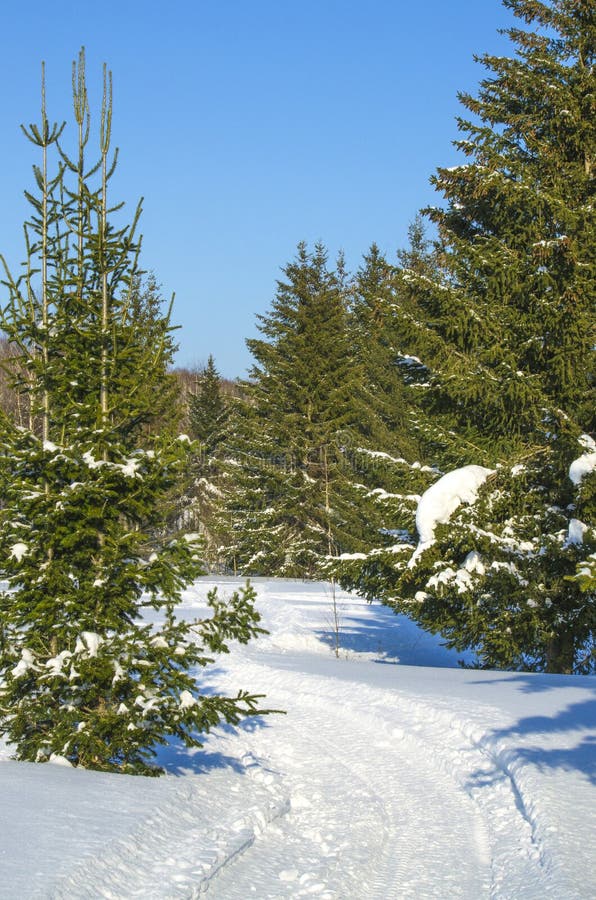 Landscape of the Siberian Taiga Stock Image - Image of siberian ...