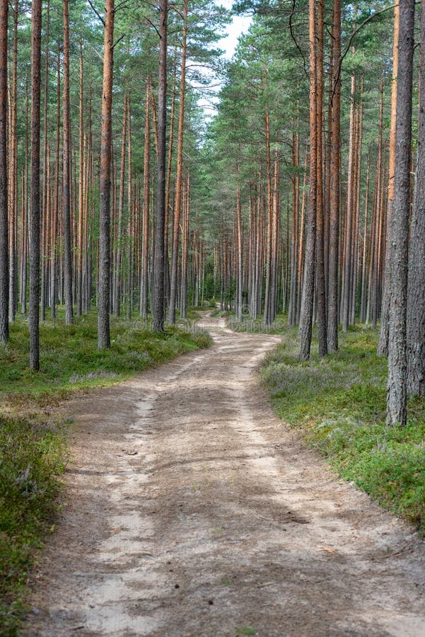 Landscape with a Simple Forest Path, Nature Recreation Concept Stock ...