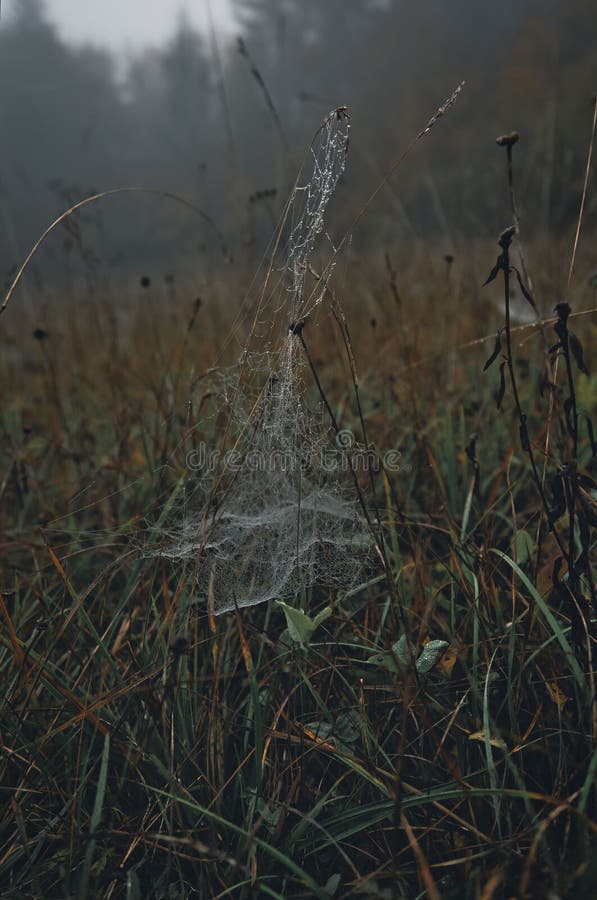 Landscape with a Single Spider Web between the Tall Grass Stock Image ...