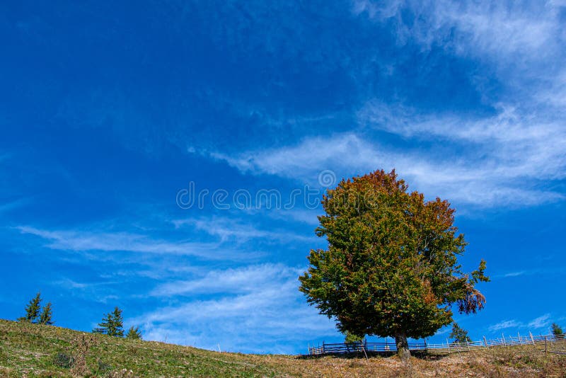 Landscape single three stock image. Image of leaf, grass - 231936083