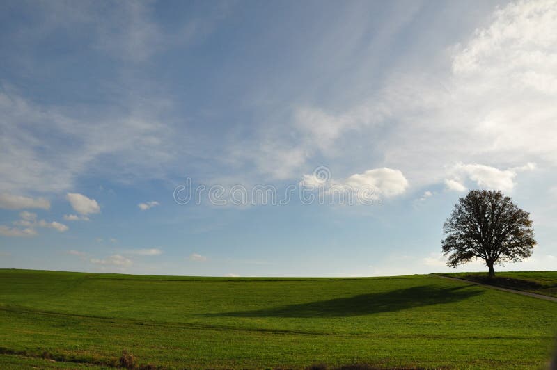 Landscape with single tree stock image. Image of smooth - 11656077