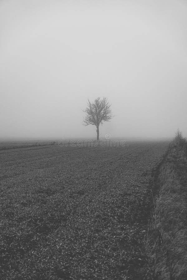 Landscape with a Single Tree Growing between the Fields during Foggy ...