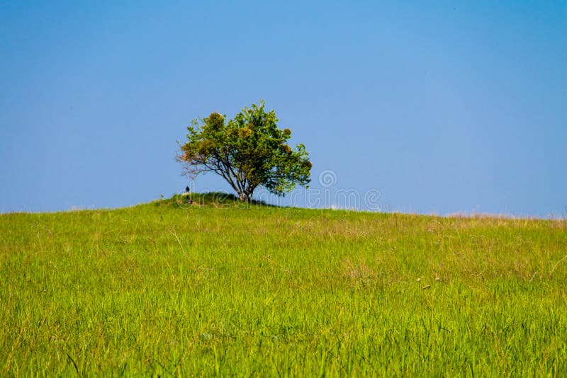 Landscape with Single Tree on Hill, Meadow and Blue Sky Stock Photo ...