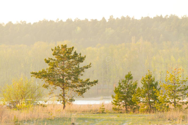 Landscape with single tree stock photo. Image of spring - 222404322