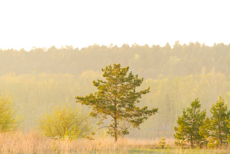 Landscape with single tree stock photo. Image of nature - 225919486