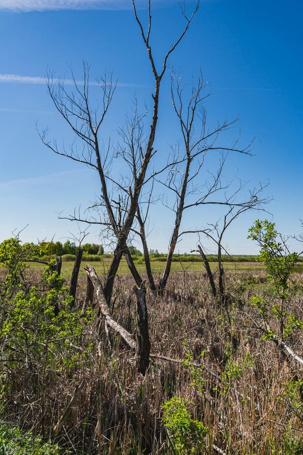 Two Withered Tree Trunks. Global Deforestation Rates Stock Image ...