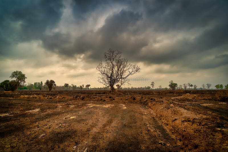 Slash and Burn Agriculture stock image. Image of fallow - 106029381