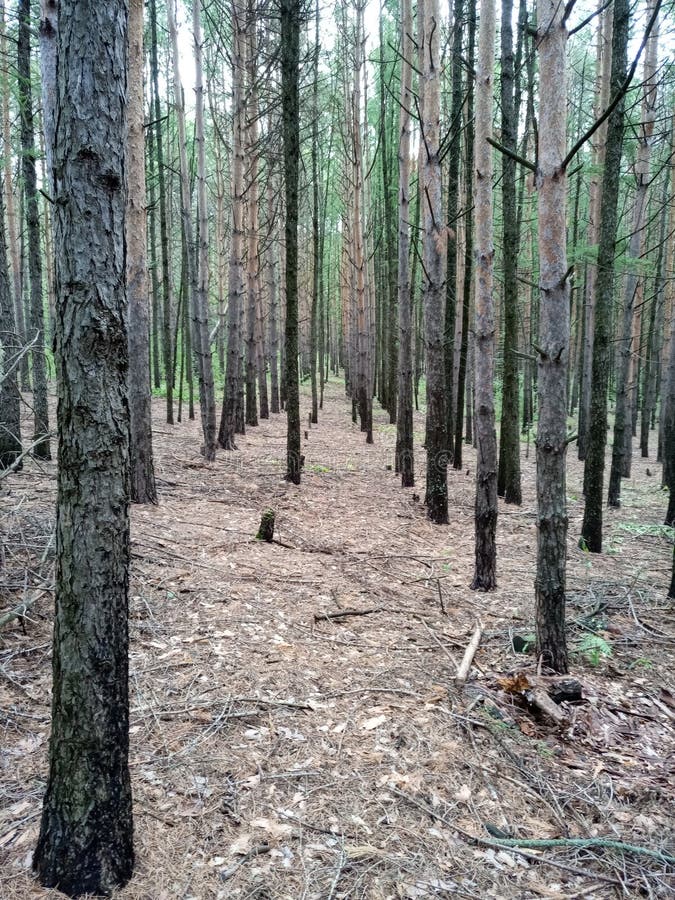 Landscape of Slender Young Pine Trees Growing in Rows in a Dense Forest ...