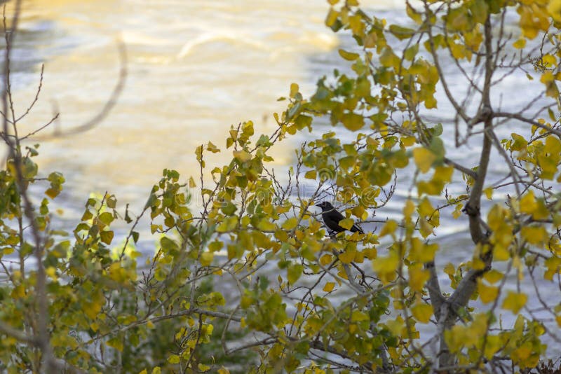 Landscape with a Small Black Bird among the Branches of the Trees by ...